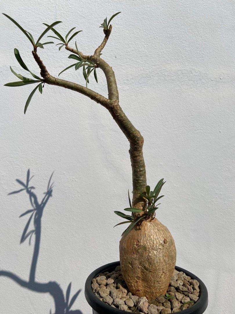 adenium somalense nova tanzania, Furniture & Home Living, Gardening ...