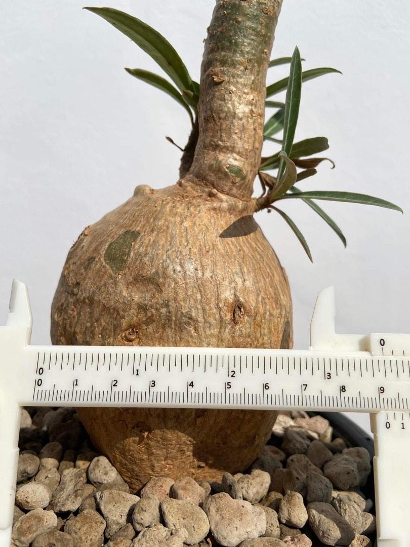 adenium somalense nova tanzania, Furniture & Home Living, Gardening ...