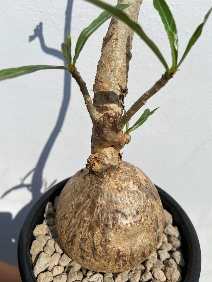 adenium somalense nova tanzania, Furniture & Home Living, Gardening ...