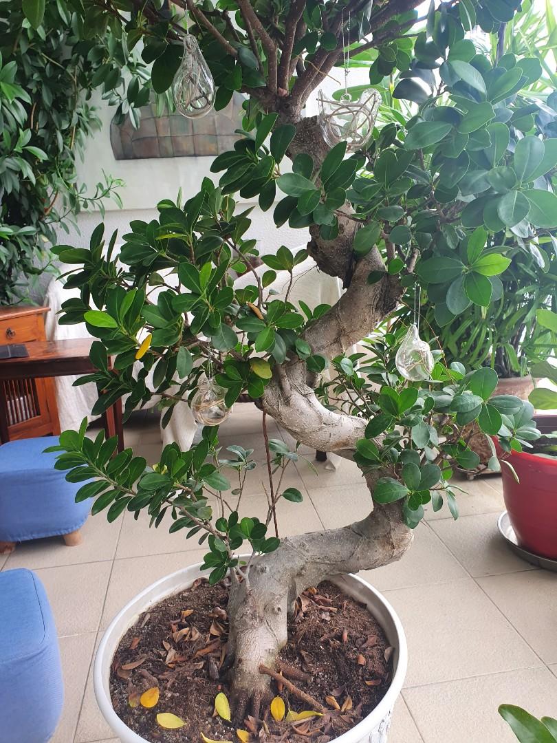 Bonsai Ficus Microcarpa S-shaped, Furniture & Home Living, Gardening ...
