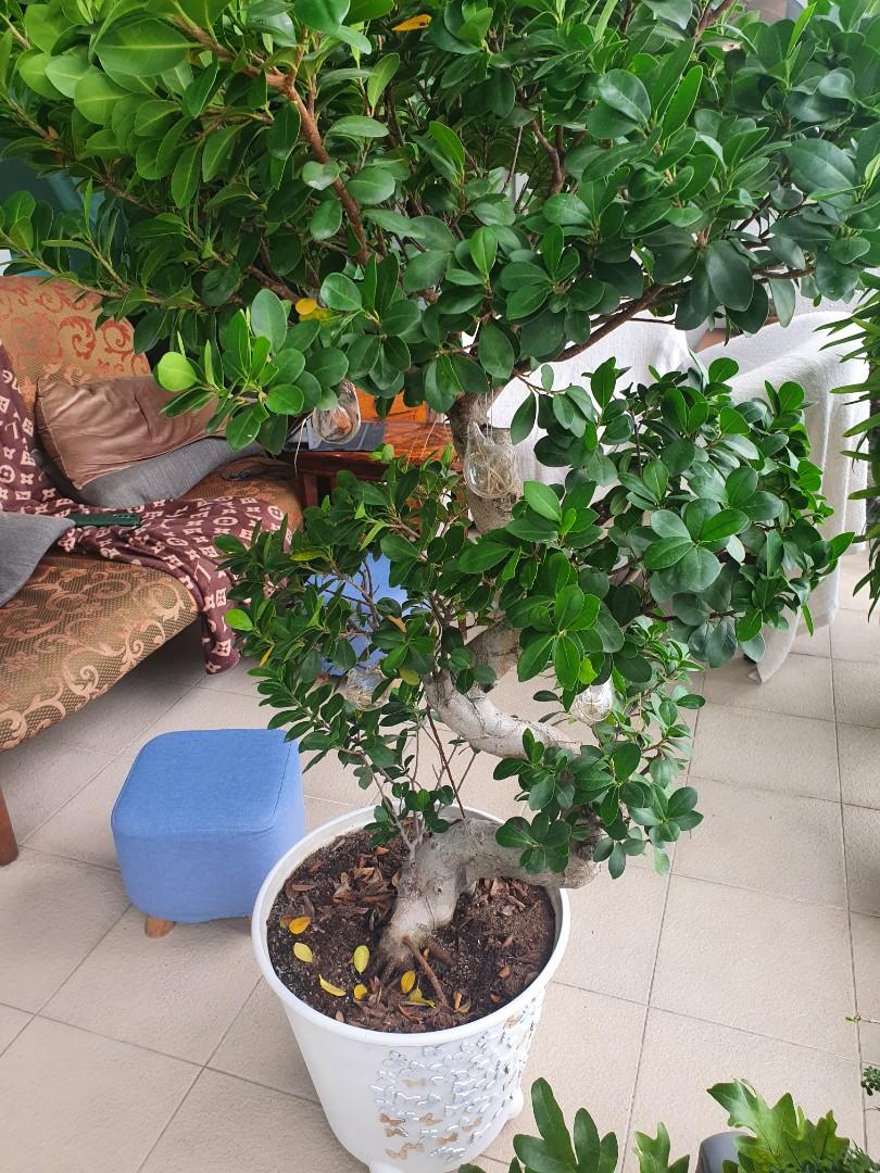 Bonsai Ficus Microcarpa S-shaped, Furniture & Home Living, Gardening ...