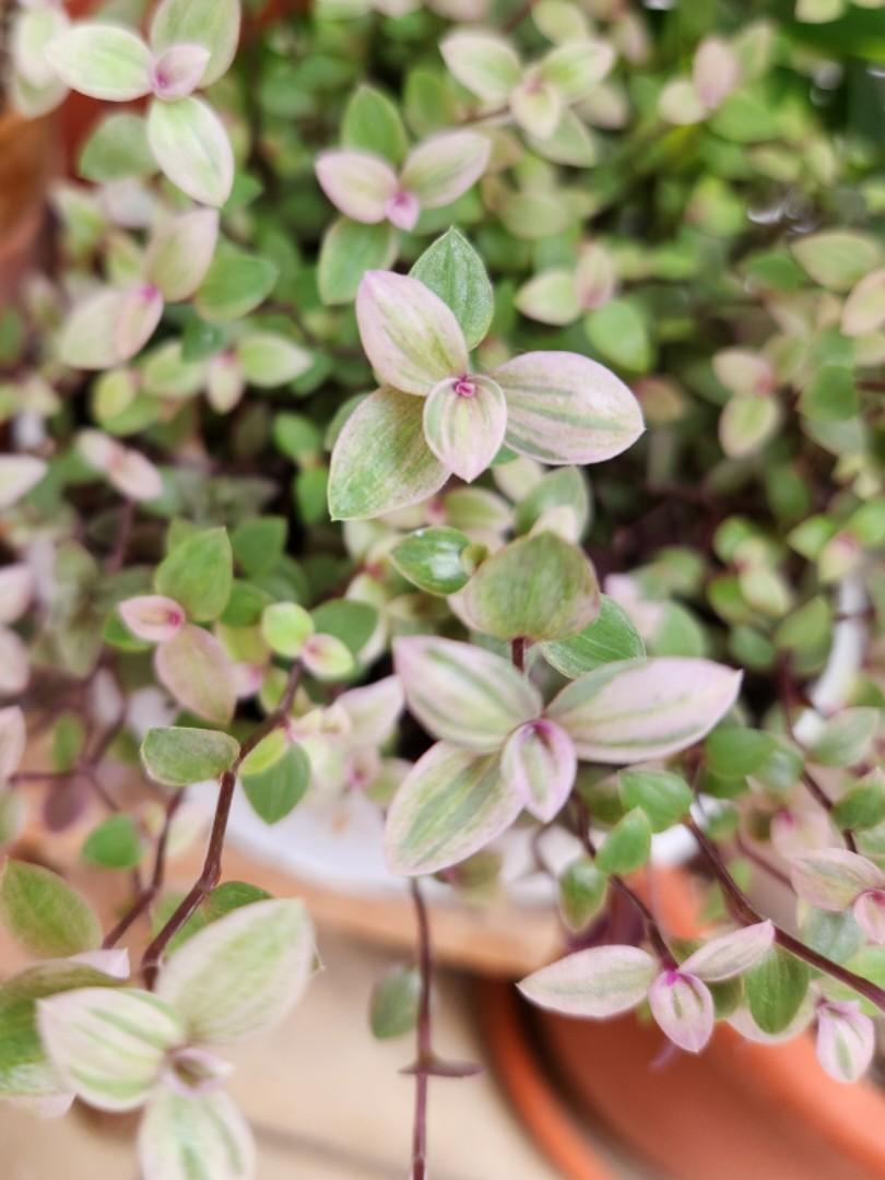 Calista repens pink lady cuttings, Furniture & Home Living, Gardening ...