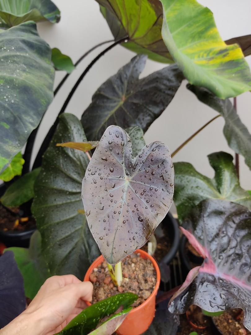 Colocasia Horus, Furniture & Home Living, Gardening, Plants & Seeds on ...