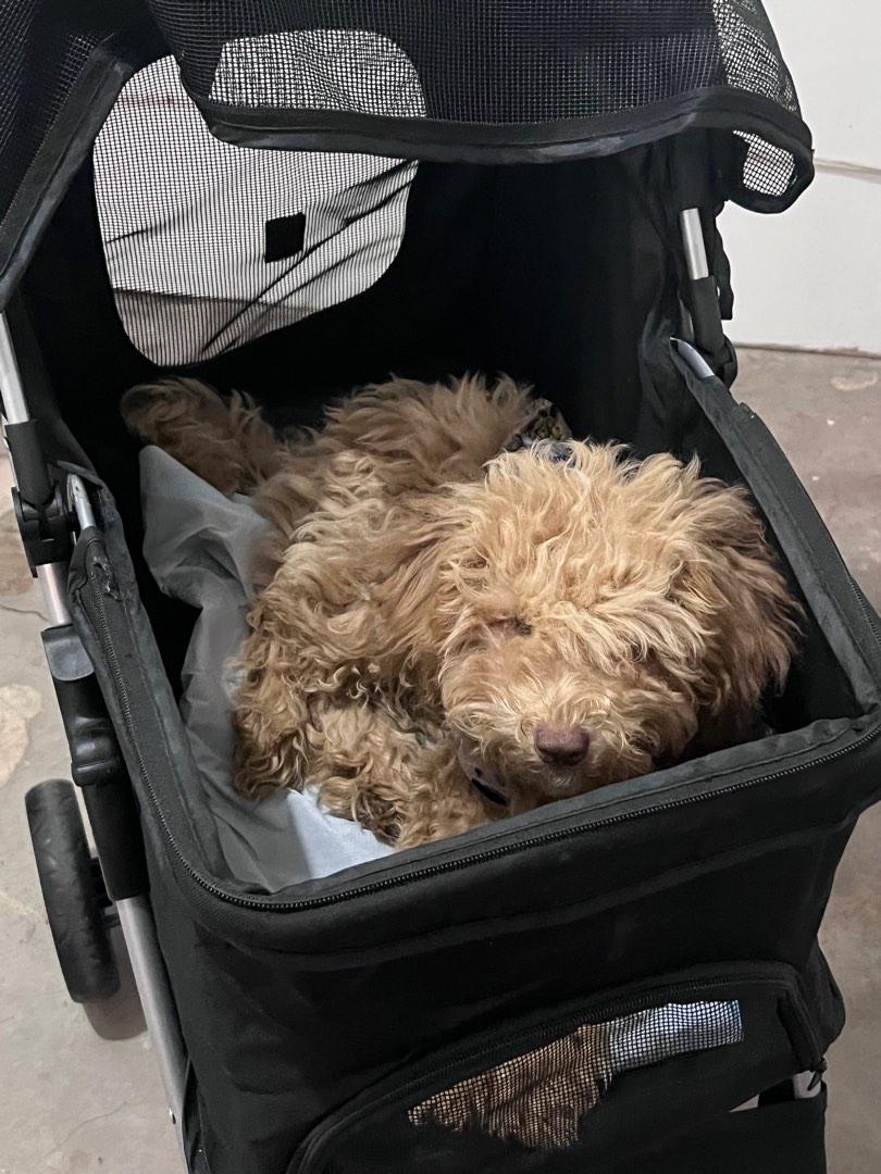 Doggo Pet Stroller, Pet Supplies, Homes & Other Pet Accessories on ...