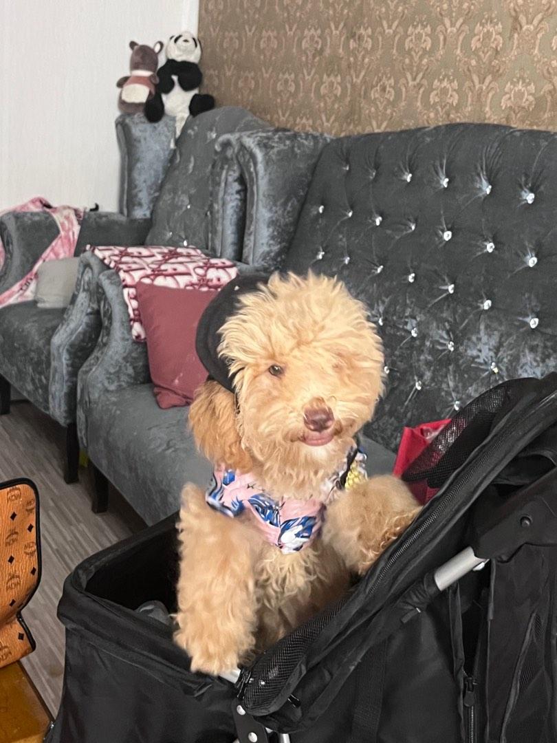 Doggo Pet Stroller, Pet Supplies, Homes & Other Pet Accessories on Carousell