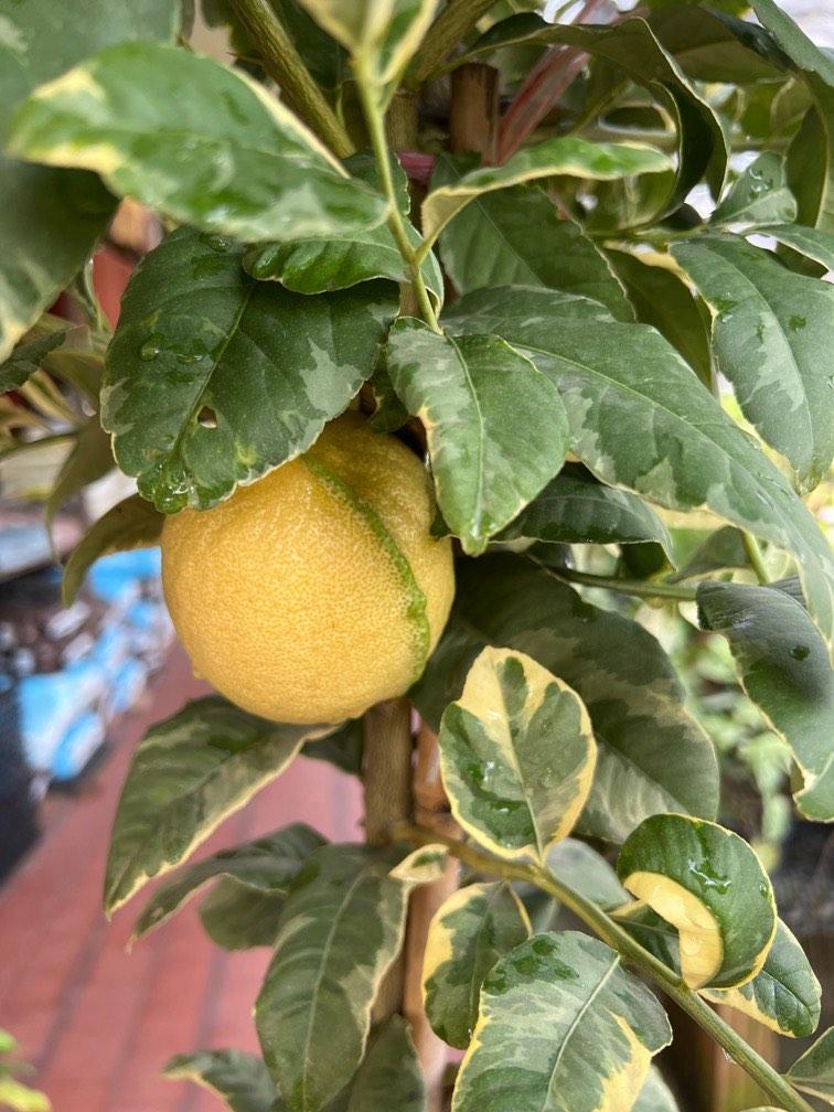Lemon tree variegated, Furniture & Home Living, Gardening, Plants ...