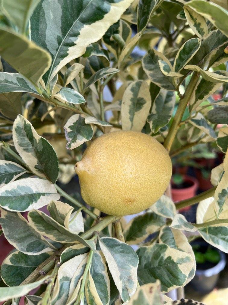 Lemon tree variegated, Furniture & Home Living, Gardening, Plants ...
