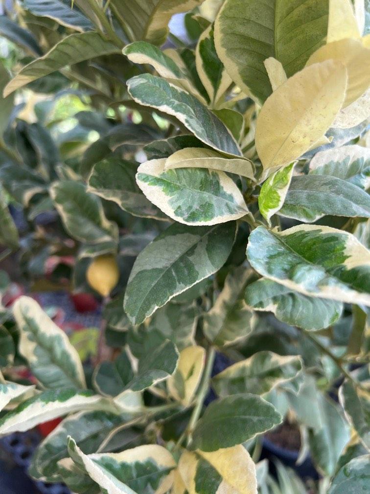 Lemon tree variegated, Furniture & Home Living, Gardening, Plants ...