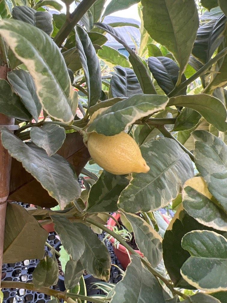 Lemon tree variegated, Furniture & Home Living, Gardening, Plants ...