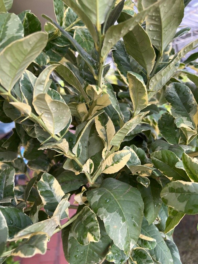 Lemon tree variegated, Furniture & Home Living, Gardening, Plants ...