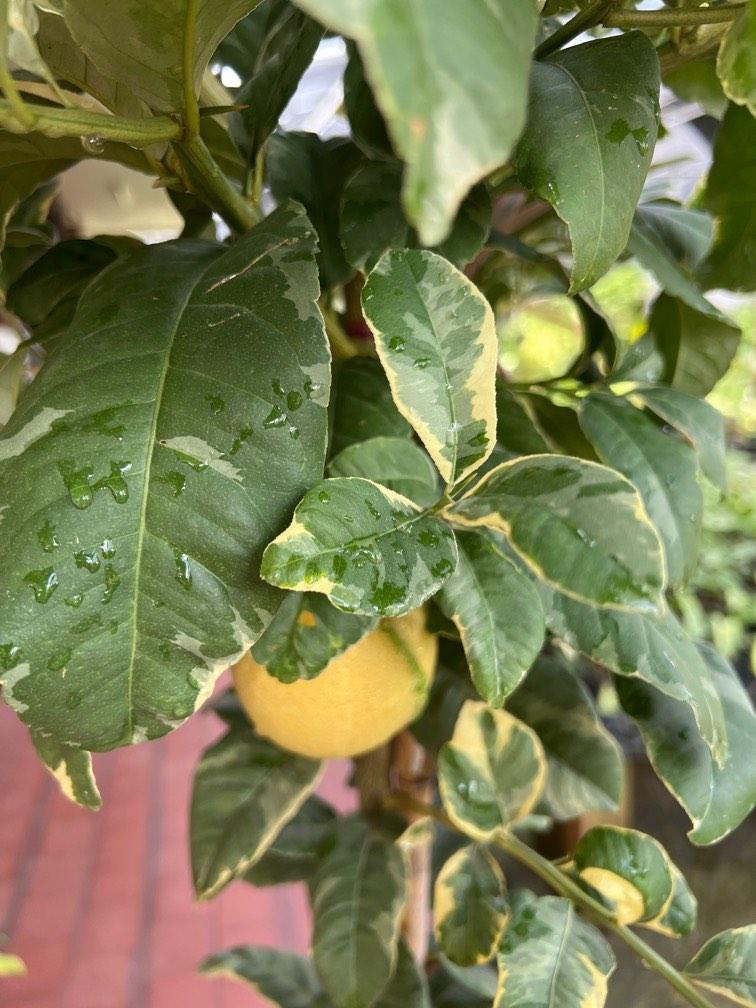 Lemon tree variegated, Furniture & Home Living, Gardening, Plants ...