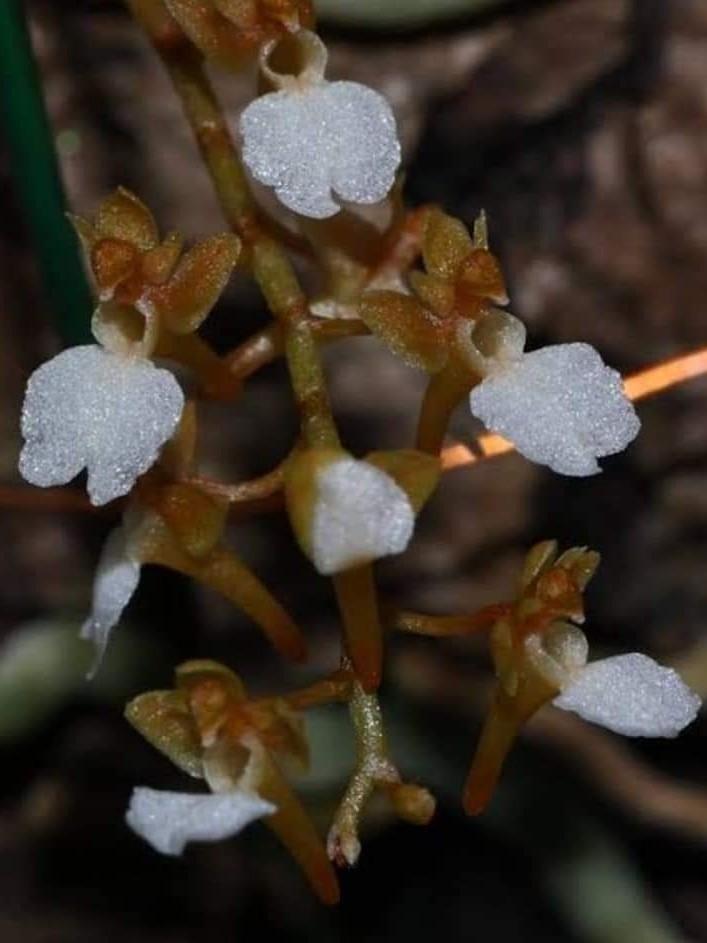 Microcoelia cornuta, Furniture & Home Living, Gardening, Plants & Seeds ...