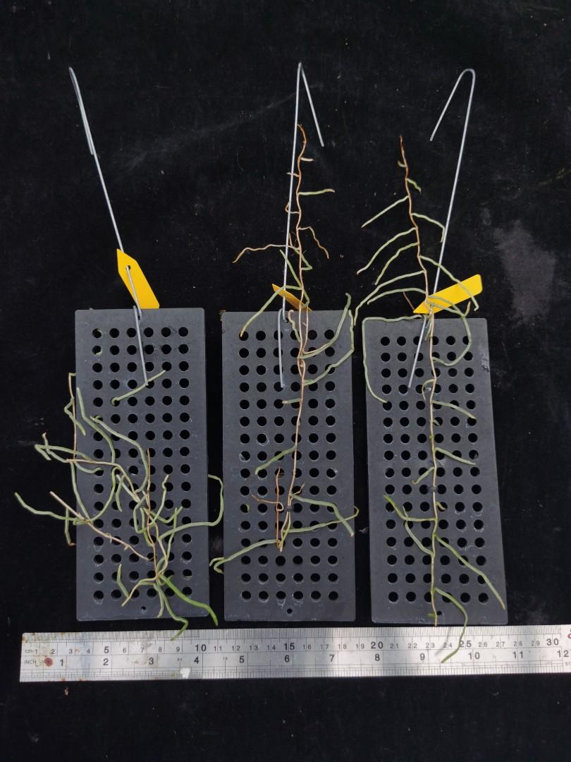 Microcoelia cornuta, Furniture & Home Living, Gardening, Plants & Seeds ...