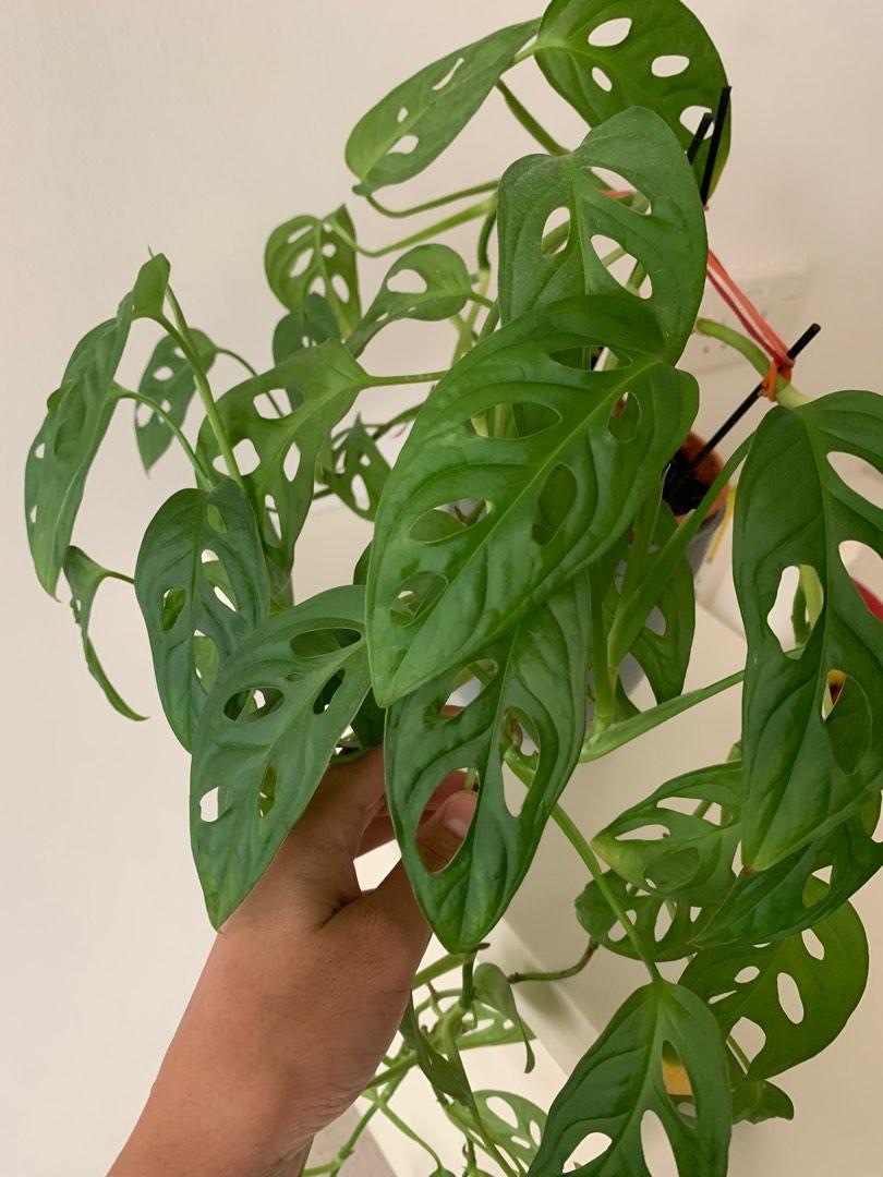 Monstera & Mini Bella Palm, Furniture & Home Living, Gardening, Plants ...