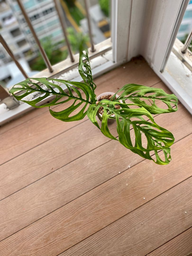 Monstera Esqueleto, Furniture & Home Living, Gardening, Plants & Seeds ...