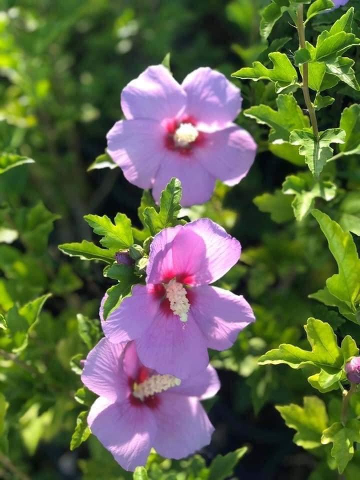 Pokok bunga raya lavender chiffon bunga selapis dan berlapis, Furniture ...