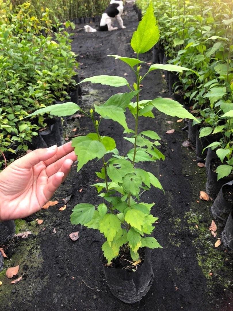 Pokok bunga raya lavender chiffon bunga selapis dan berlapis, Furniture ...