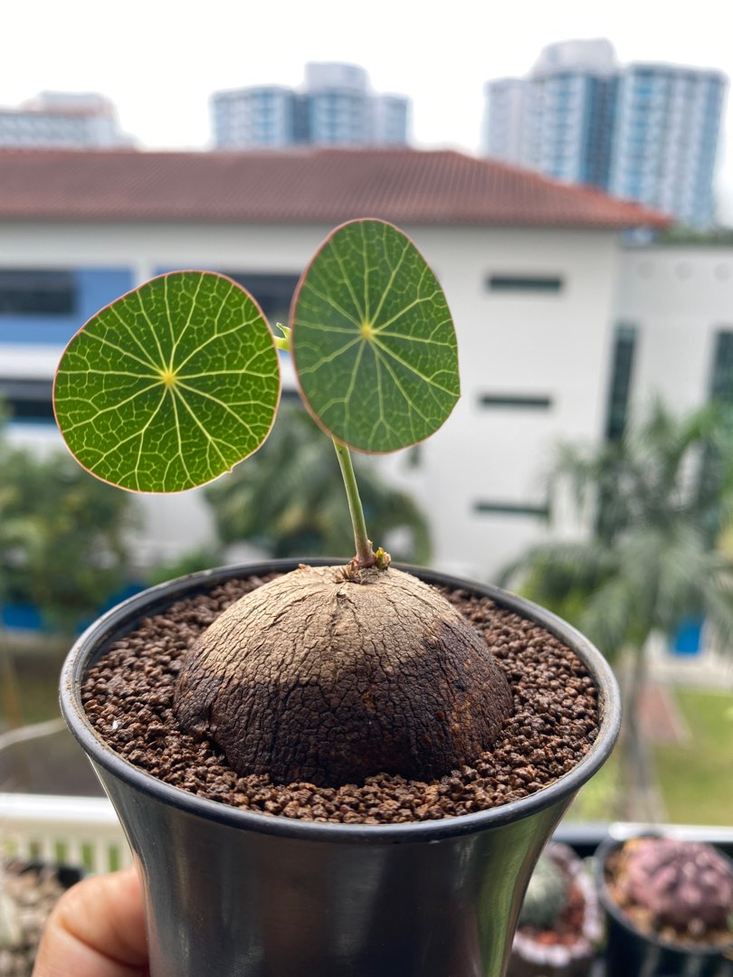 Stephania erecta, Furniture & Home Living, Gardening, Plants & Seeds on ...