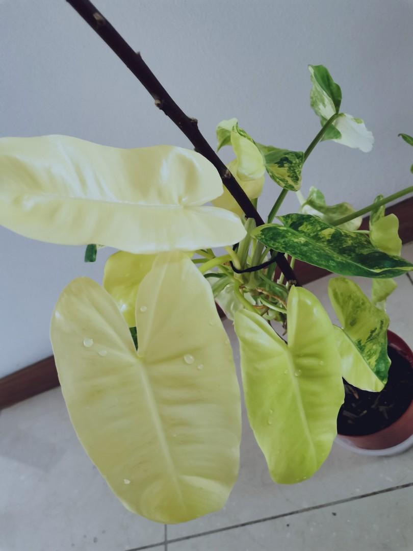 Burle Marx Albo Variegated Philo., Furniture & Home Living, Gardening ...