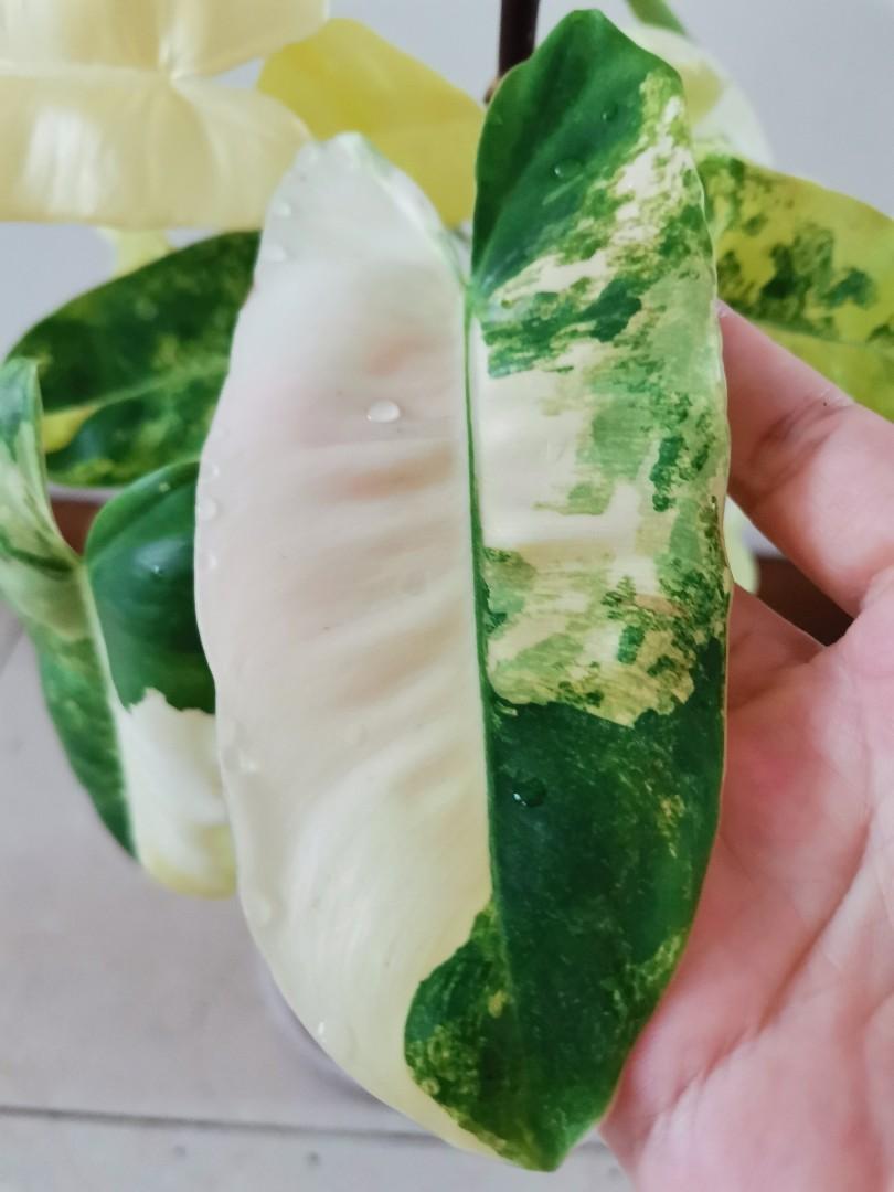 Burle Marx Albo Variegated Philo., Furniture & Home Living, Gardening ...