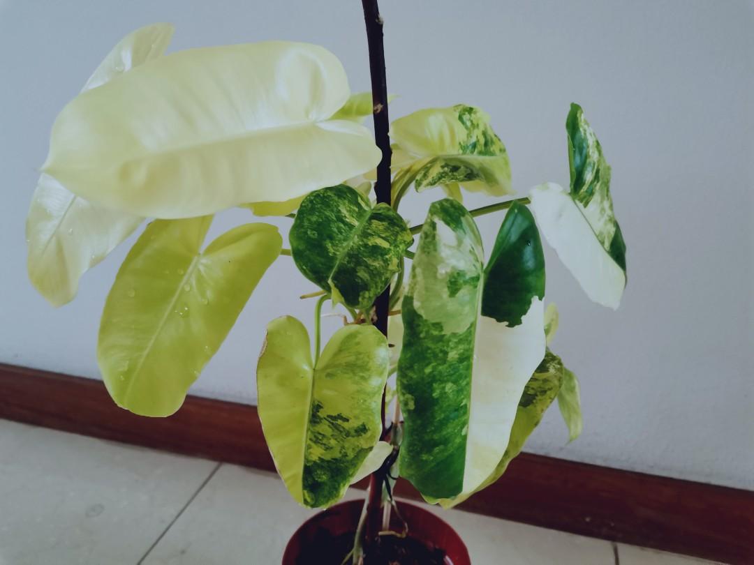 Burle Marx Albo Variegated Philo., Furniture & Home Living, Gardening ...