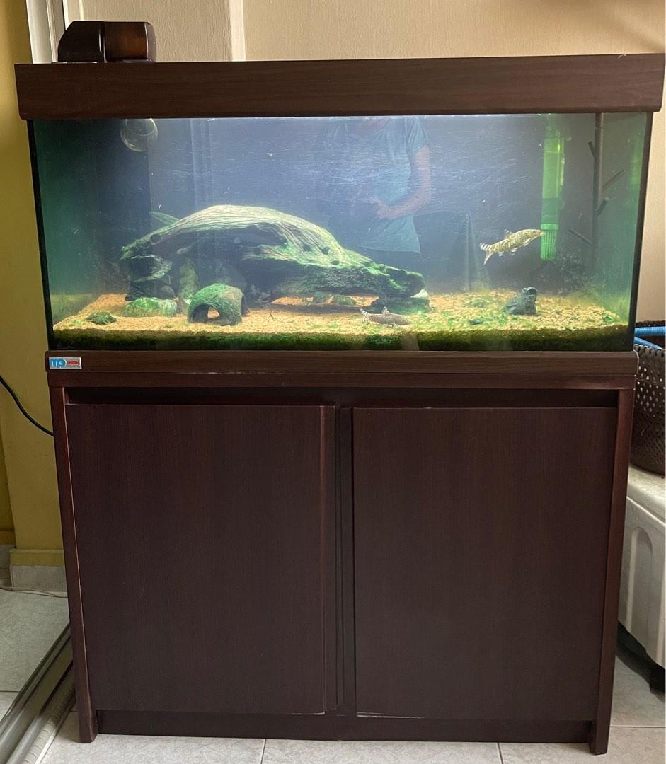 4 ft Fish tank with cabinet, Everything Else on Carousell