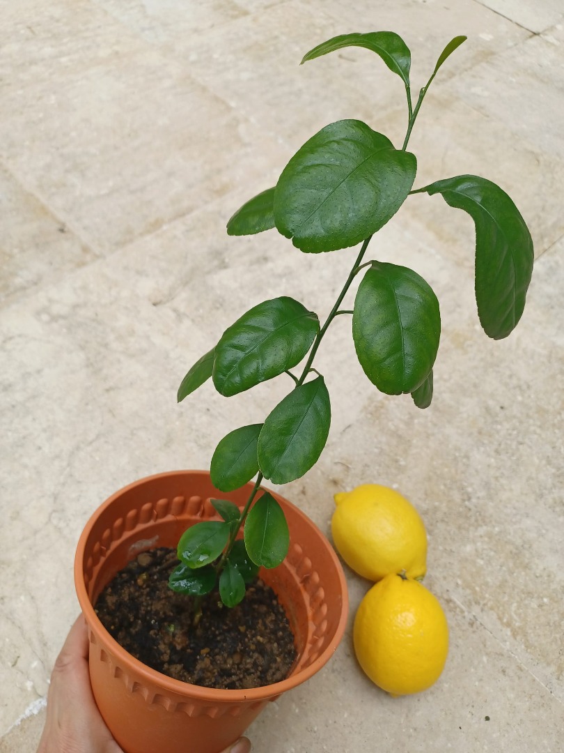 Lemon sapling, Furniture & Home Living, Gardening, Plants & Seeds on ...