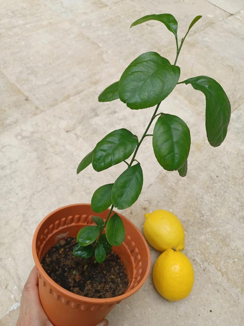 Lemon sapling, Furniture & Home Living, Gardening, Plants & Seeds on ...