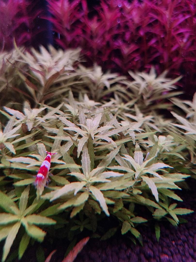 Limnophila aromatica mini aquatic plant, Furniture & Home Living ...