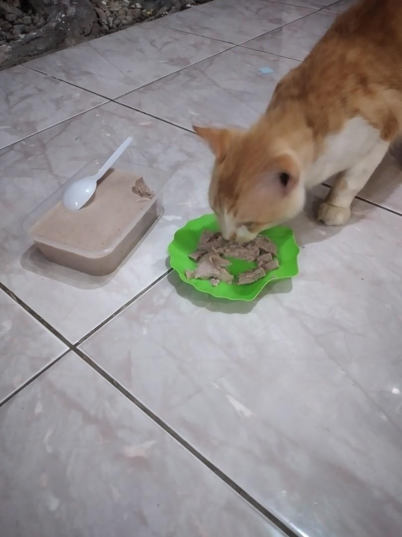 Makan kucing Home Made(Meng Meng FooD), Perlengkapan Hewan, Makanan ...