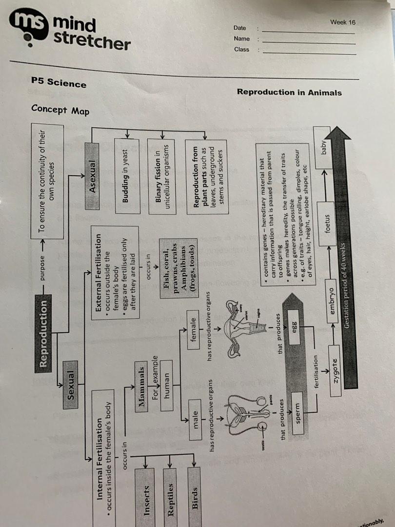 Mindstretcher Science P5 and P6 notes, Hobbies & Toys, Books ...