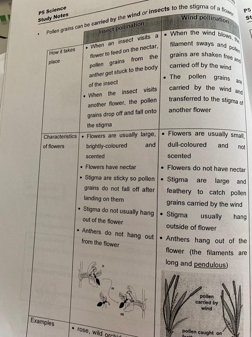 Mindstretcher Science P5 and P6 notes, Hobbies & Toys, Books ...