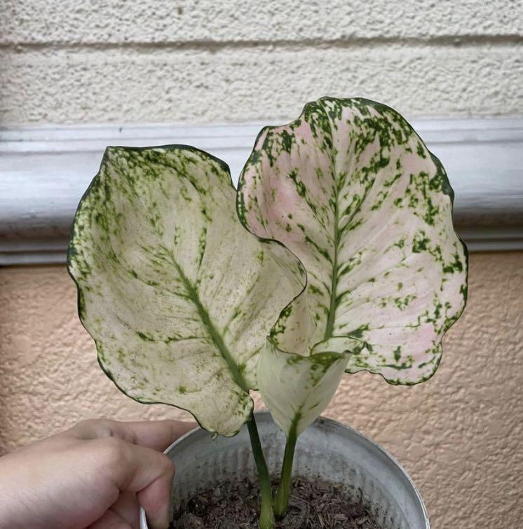 Mutated Baby Etta Rose Aglaonema, Furniture & Home Living, Gardening ...