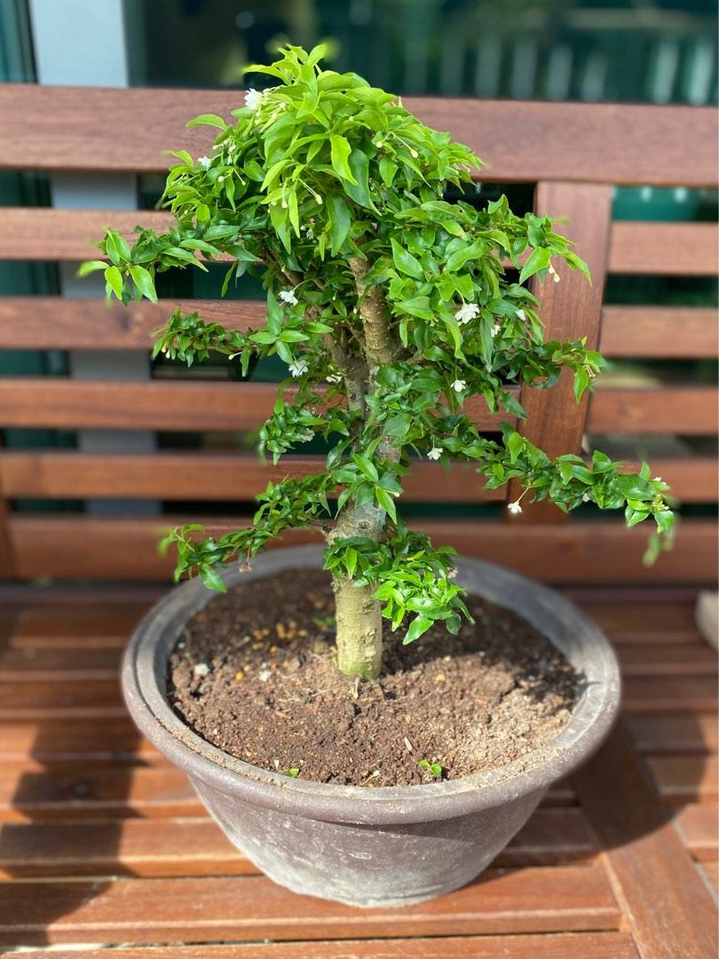 Shui mei bonsai Wrightia Religiosa in ceramic pot., Furniture & Home ...