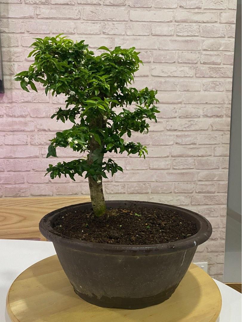 Shui mei bonsai Wrightia Religiosa in ceramic pot., Furniture & Home ...