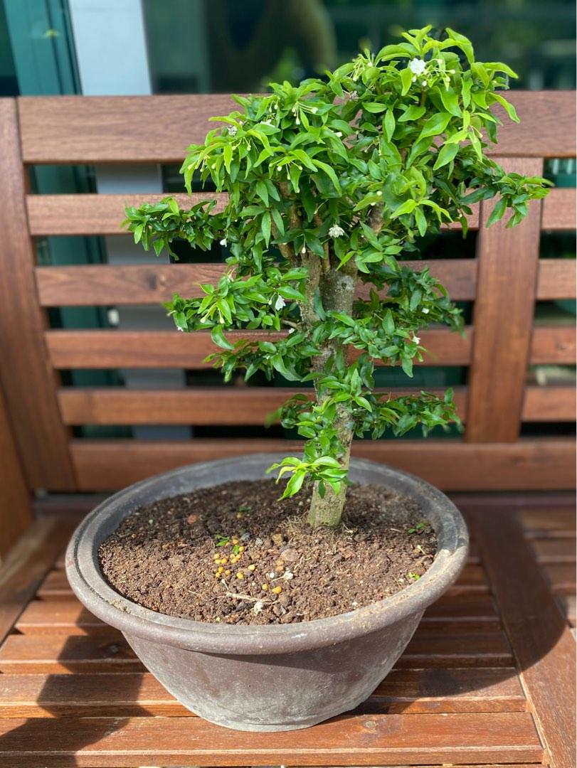 Shui mei bonsai Wrightia Religiosa in ceramic pot., Furniture & Home ...