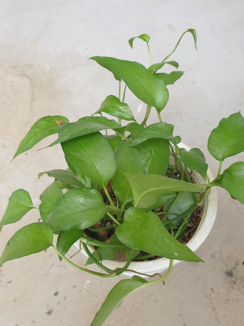 Skeleton Key Plant, Furniture & Home Living, Gardening, Plants & Seeds ...