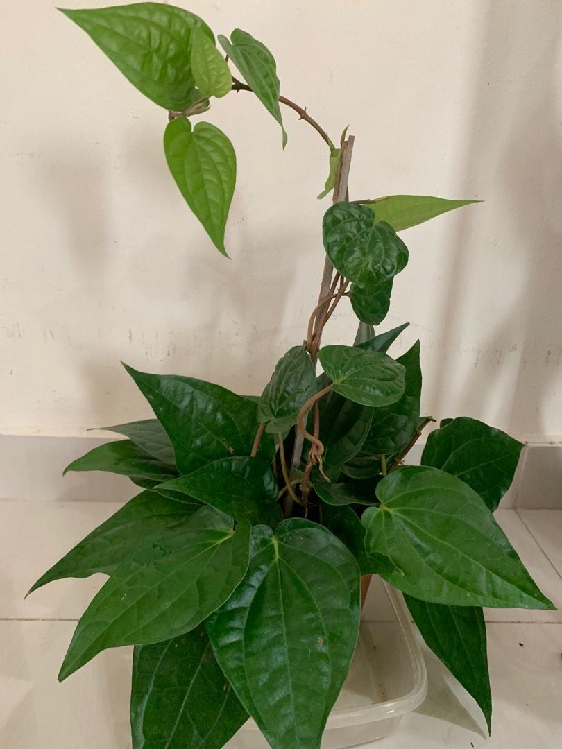 48cm Tall & Healthy Betal Leave Plant- nearly palm size leaves ...
