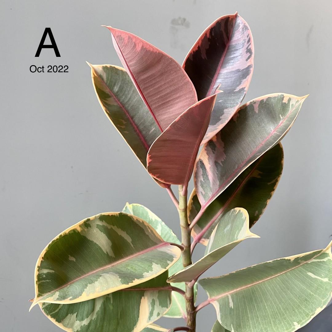 Ficus Elastica Ruby (rubber plant), Furniture & Home Living, Gardening ...