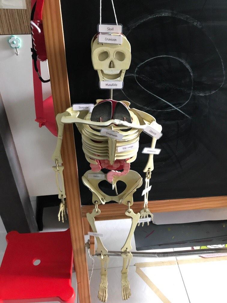 Human Body & Skeleton Kit, Hobbies & Toys, Toys & Games on Carousell