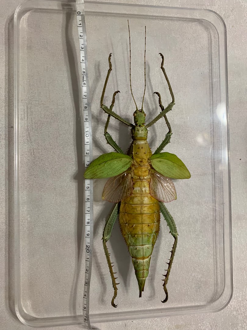 Jungle nymph taxidermy, Hobbies & Toys, Memorabilia & Collectibles ...