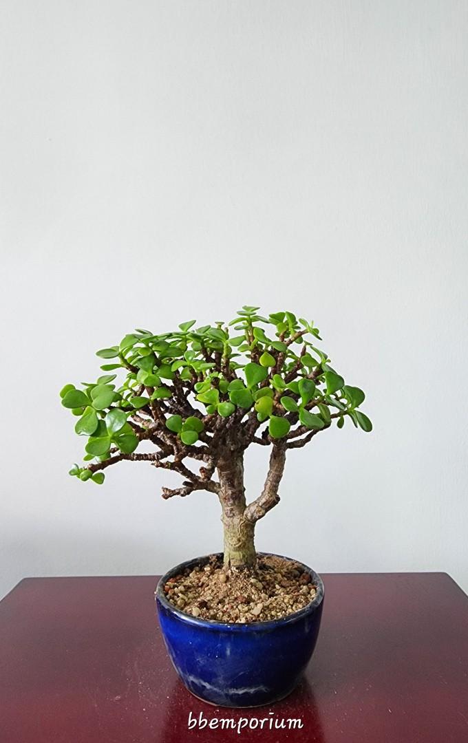 Mini Jade Bonsai Tree 12-0, Furniture & Home Living, Gardening, Plants ...