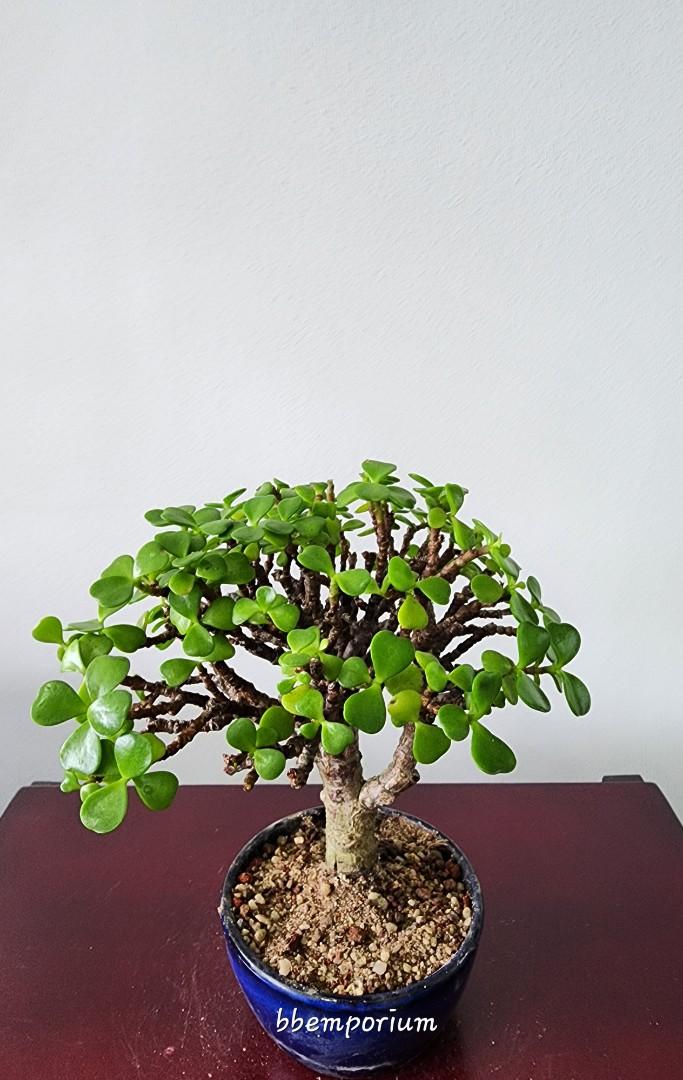 Mini Jade Bonsai Tree 12-0, Furniture & Home Living, Gardening, Plants ...