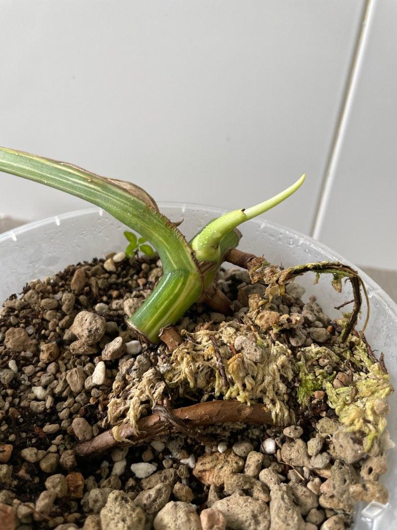 Monstera borsigiana aurea rooted stable cutting with shoot, Furniture ...