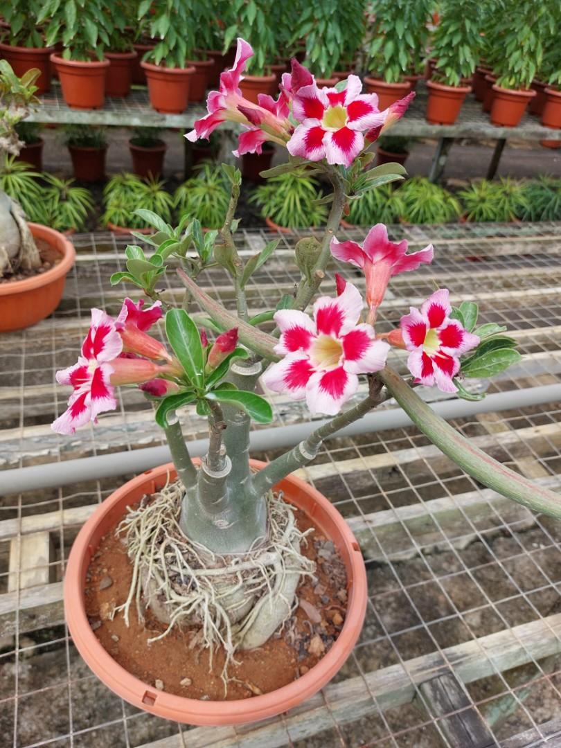 Rare Colour Adenium, Furniture & Home Living, Gardening, Plants & Seeds ...