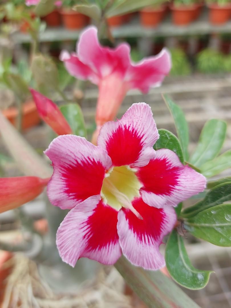 Rare Colour Adenium, Furniture & Home Living, Gardening, Plants & Seeds ...