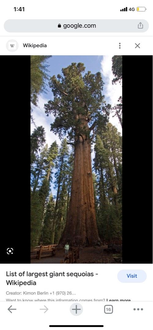 Giant Sequoia Seeds Bonsai, Furniture & Home Living, Gardening, Plants ...