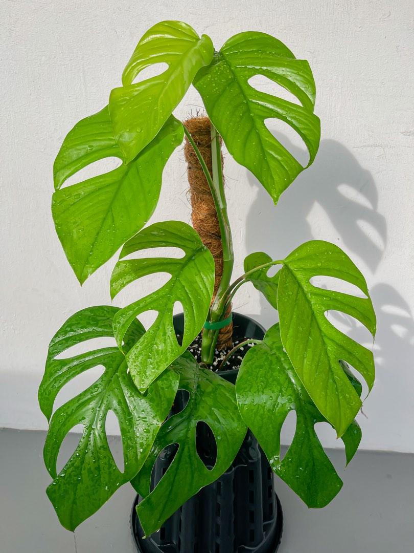 Rhaphidophora Pertusa (Medium Size), Furniture & Home Living, Gardening ...