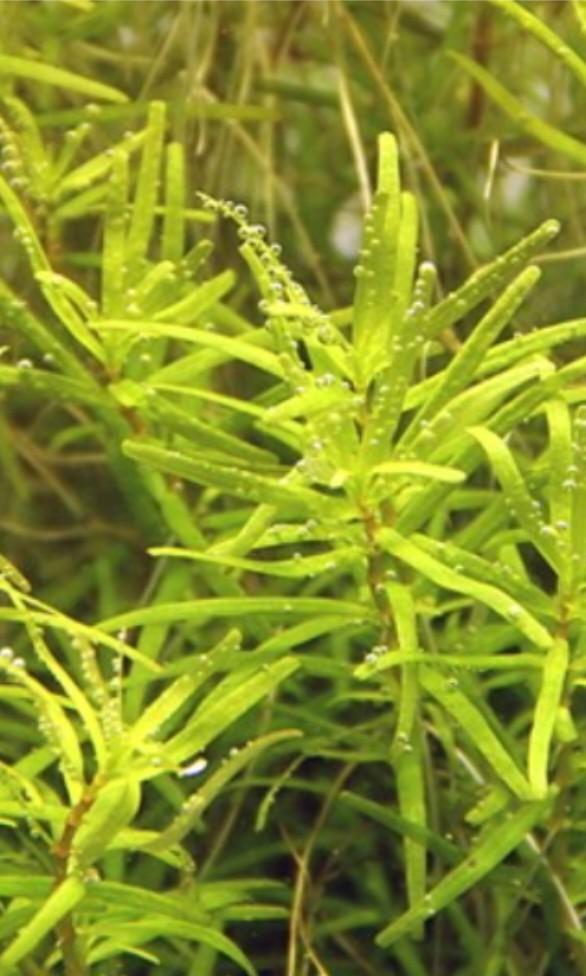 Rotala wayanad | stem plants | aquatic aquarium fresh live plants|for ...
