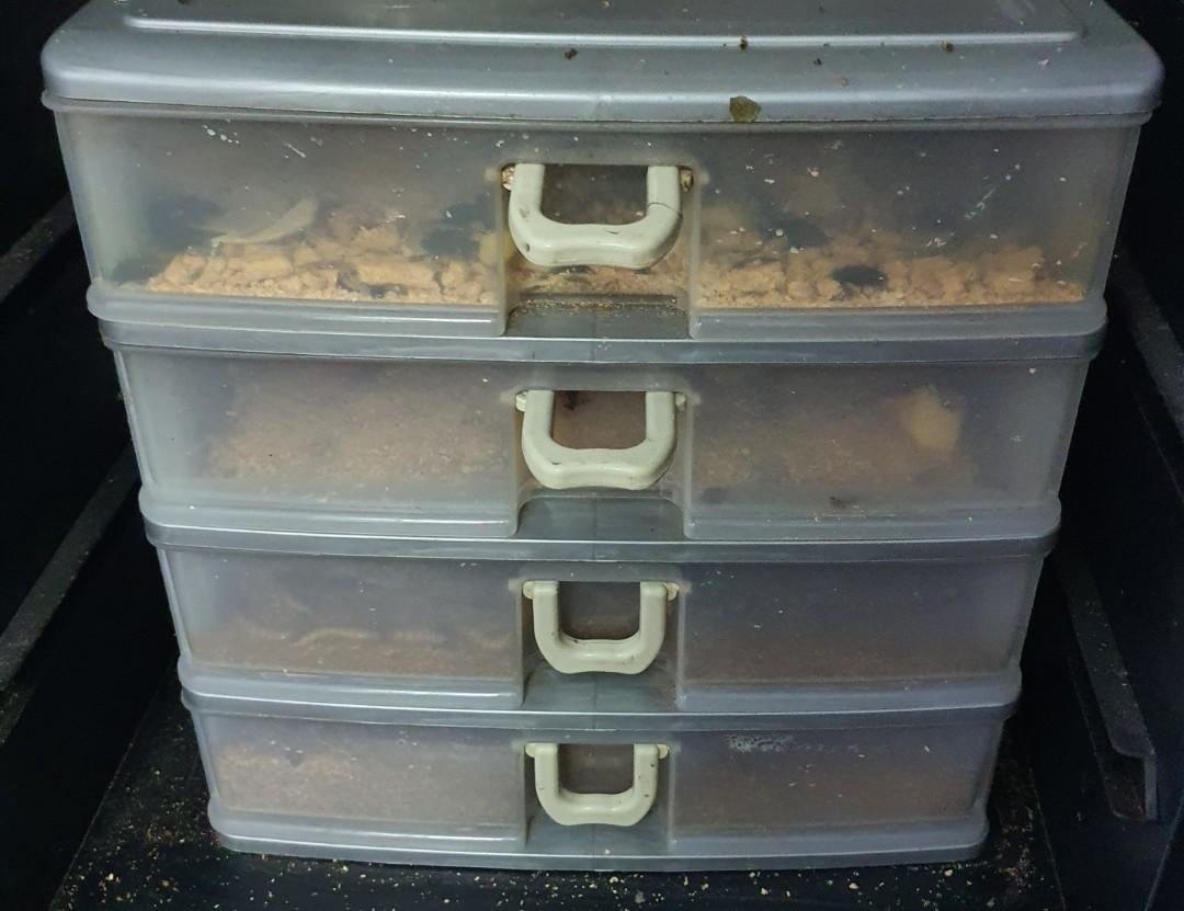 Superworm or mealworm bin, Pet Supplies, Pet Food on Carousell
